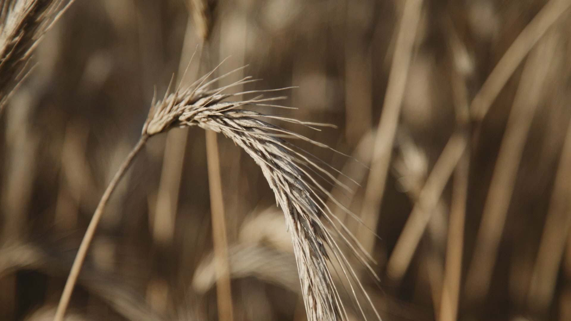growing-wheat - Hudson River Stories